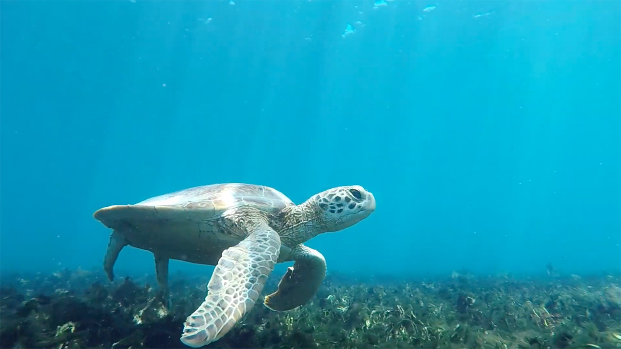 Série do Coral Vivo mostra toda a beleza e diversidade marinha dos ...